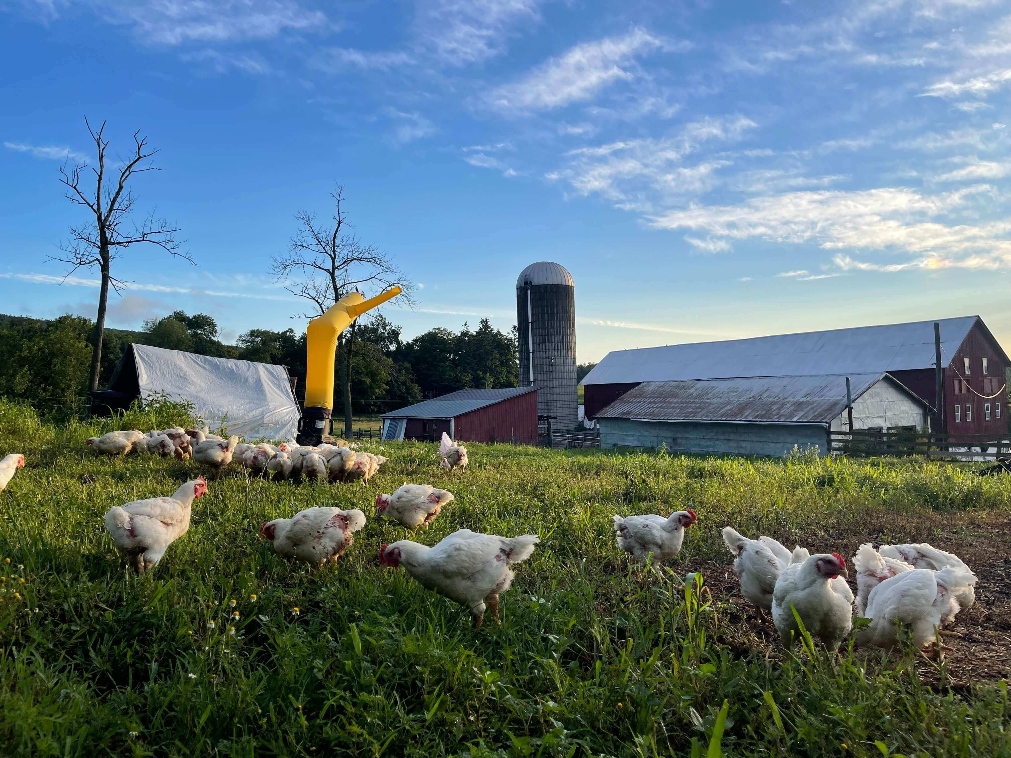 Three Years Bird-Flu Free: Our Commitment to Safe, Pasture-Raised Poul