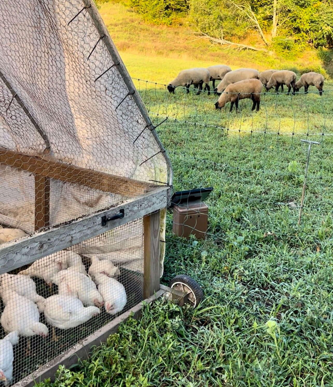 The Science Behind the Taste: Uncovering the Flavor Secrets of Pasture